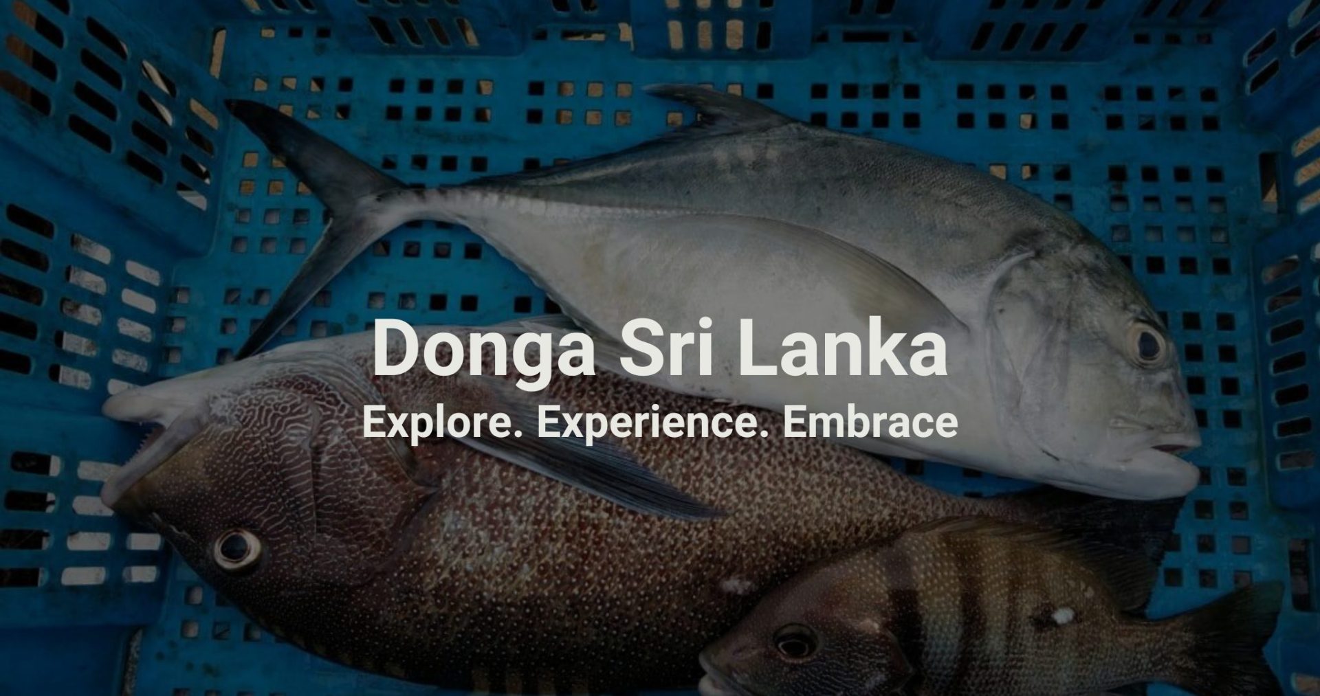 Home - Donga Sri Lanka